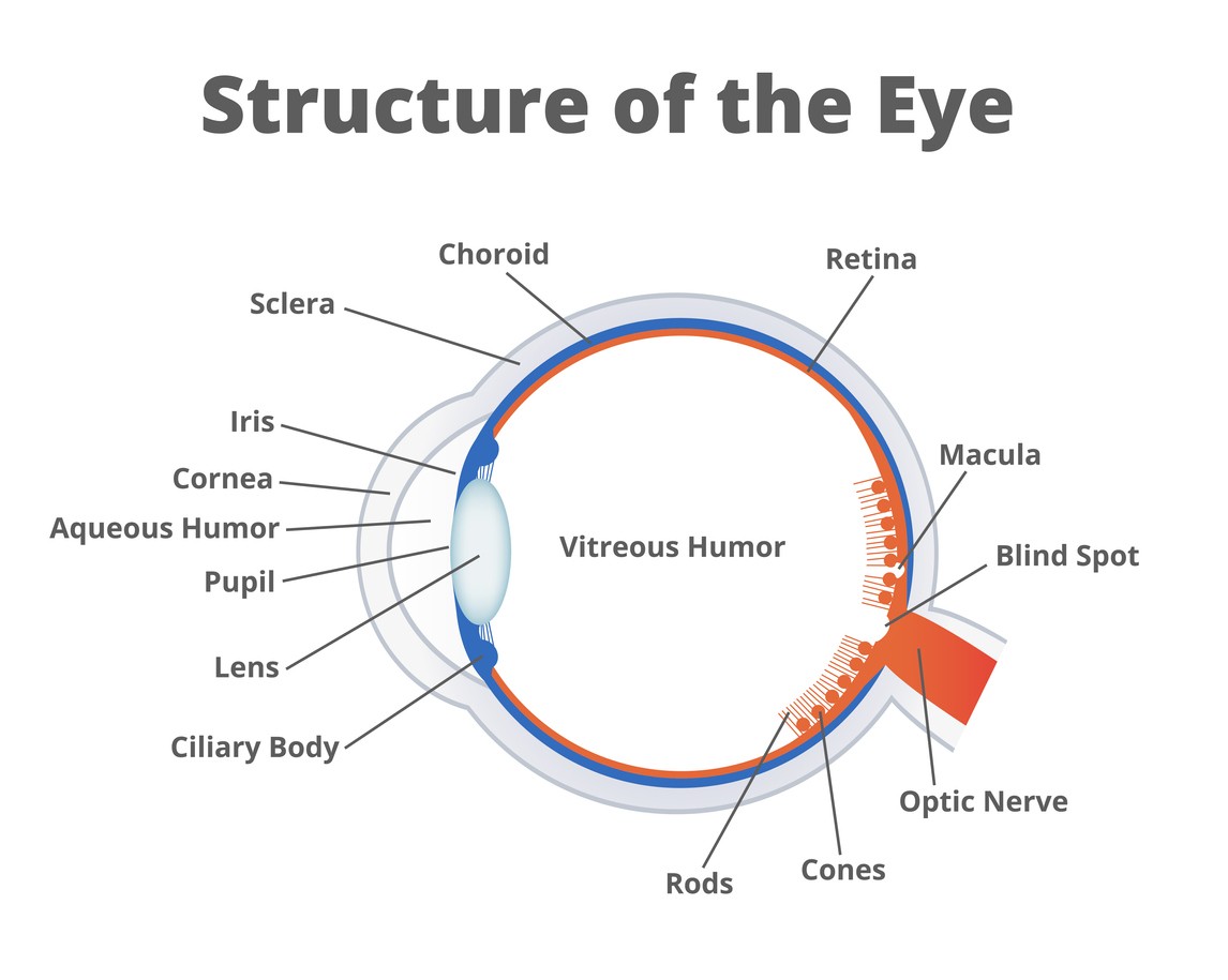 ICON Eyecare Glossary of Eye Terms - LASIK Eye Surgery Grand Junction ...